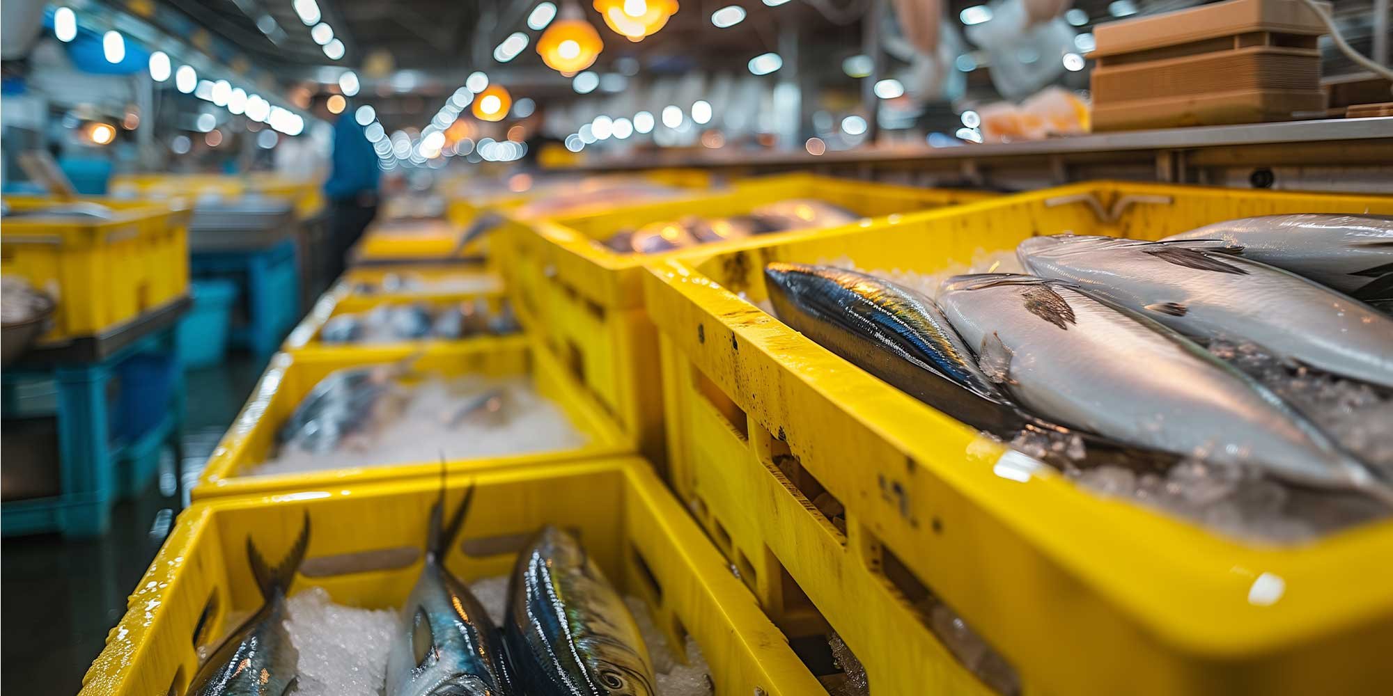 Sustainable Fishery Certification | How to get MSC certified?