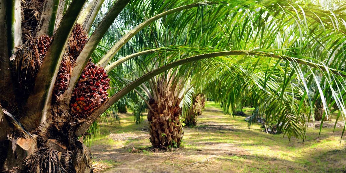 RSPO Certification | RSPO Certified | RSPO Palm Oil | RSPO Meaning